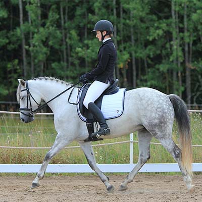 PEMF Therapy for Horses (2021) All You Need to Know